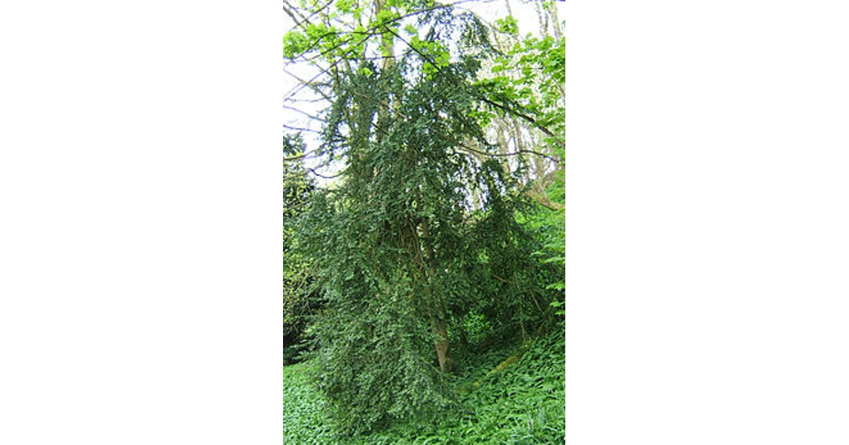 Helios Homeopathy - Shop - Buxus Sempervirens