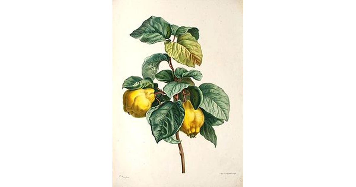 Helios Homeopathy - Shop - Cydonia Vulgaris