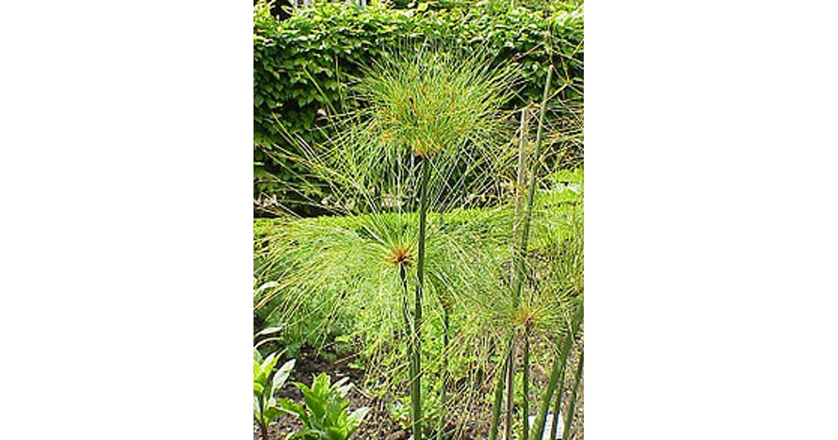 Helios Homeopathy - Shop - Cyperus papyrus