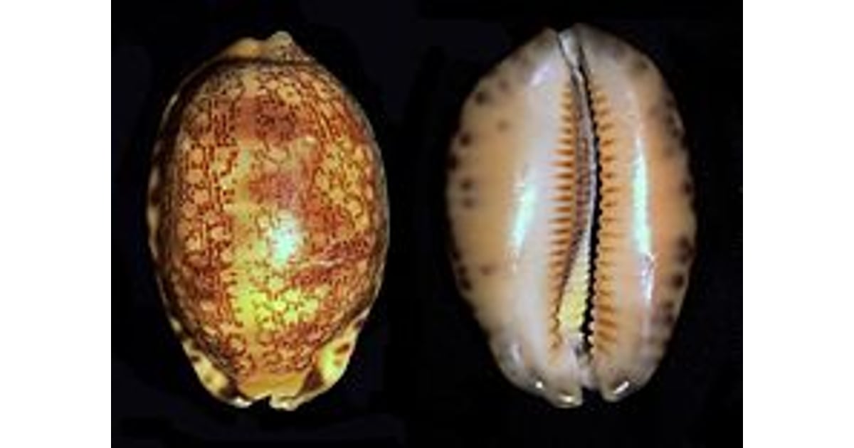 Helios Homeopathy - Tienda - Cypraea eglantina