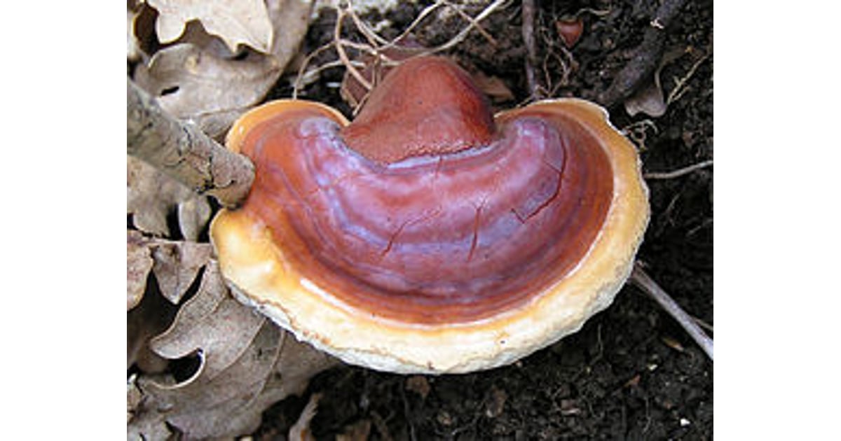 Helios Homeopathy - Shop - Ganoderma lucidum