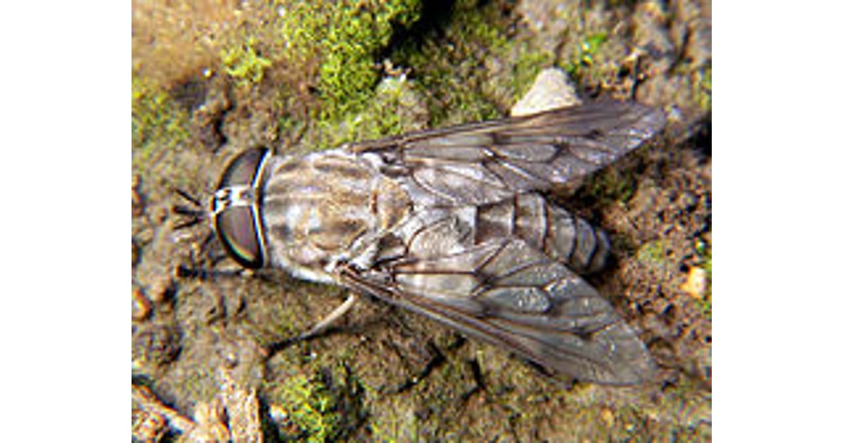 Helios Homeopathy - Shop - Horse Fly