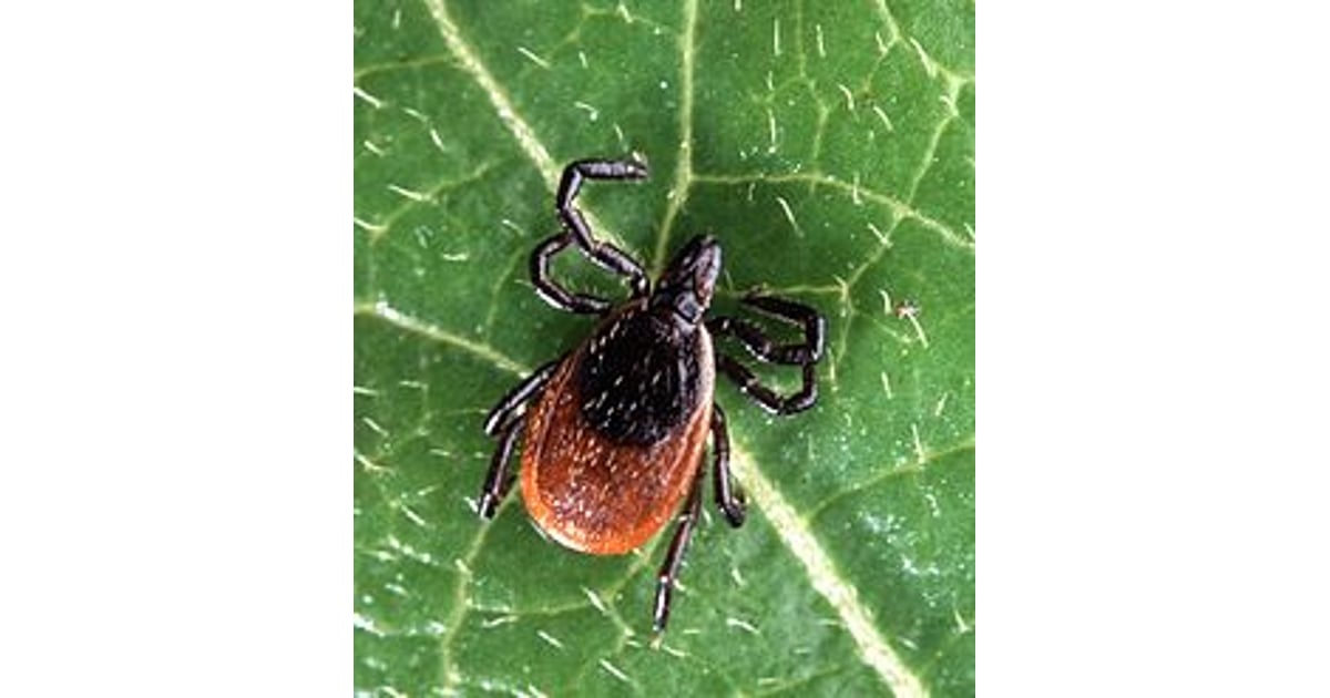 Helios Homeopathy - Shop - Ixodes dammini