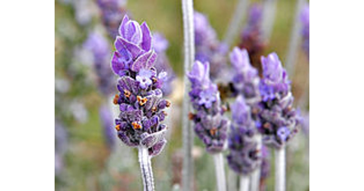 Helios Homeopathy - Shop - Lavender