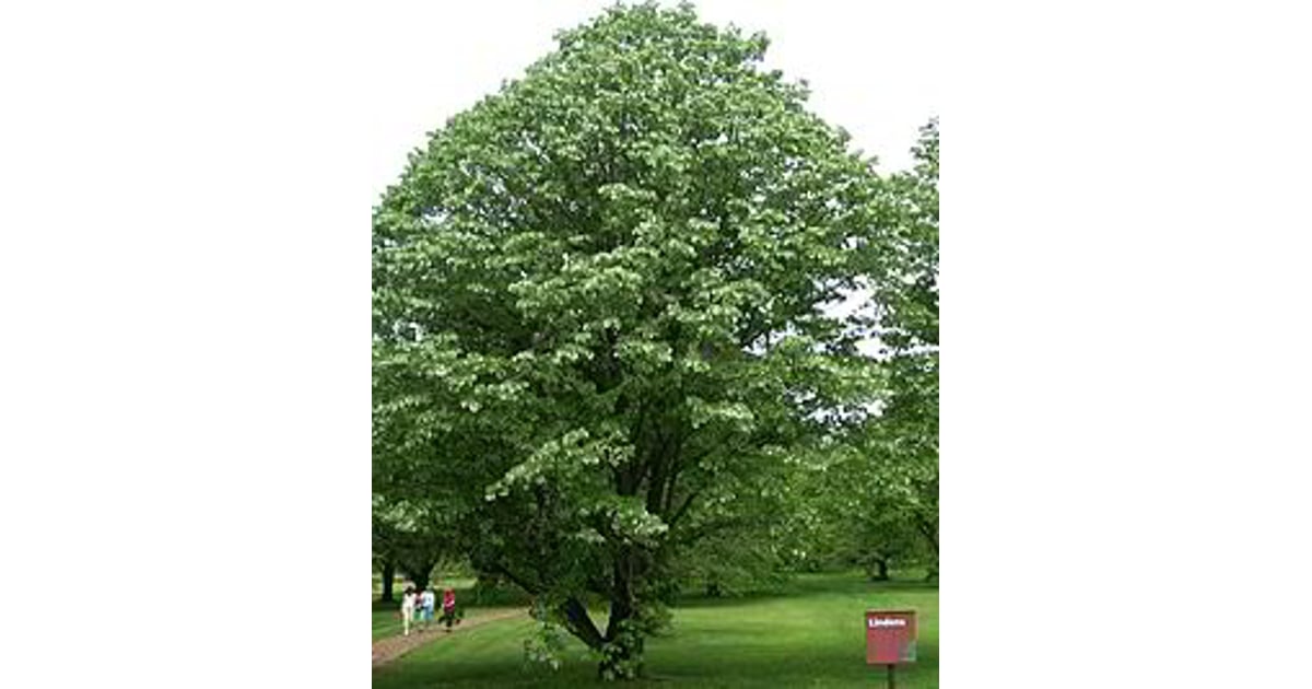 Helios Homeopathy - Shop - Lime Tree