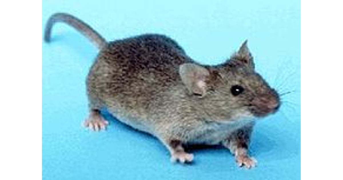 Helios Homeopathy - Shop - Mus Musculus