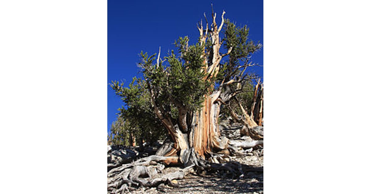 Helios Homeopathy - Shop - Pinus Longaeva