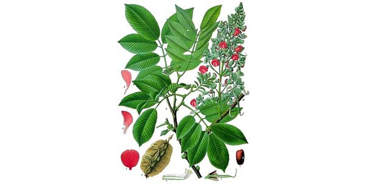 Helios Homeopathy - Shop - Piscidia erythrina