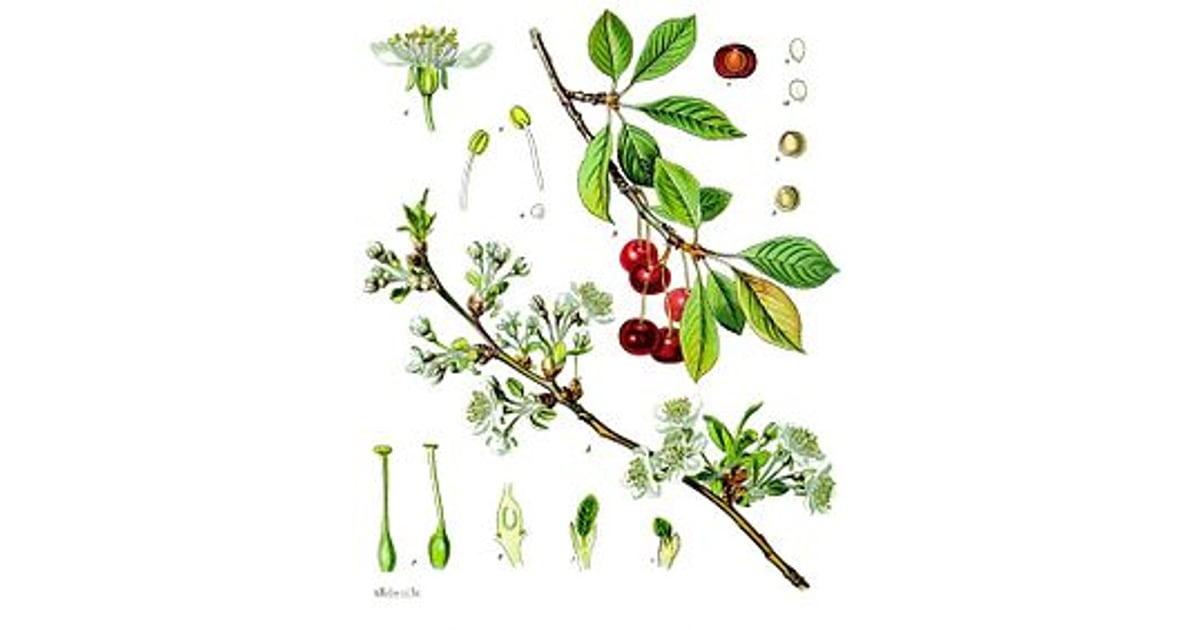 Helios Homeopathy - Shop - Prunus cerasus