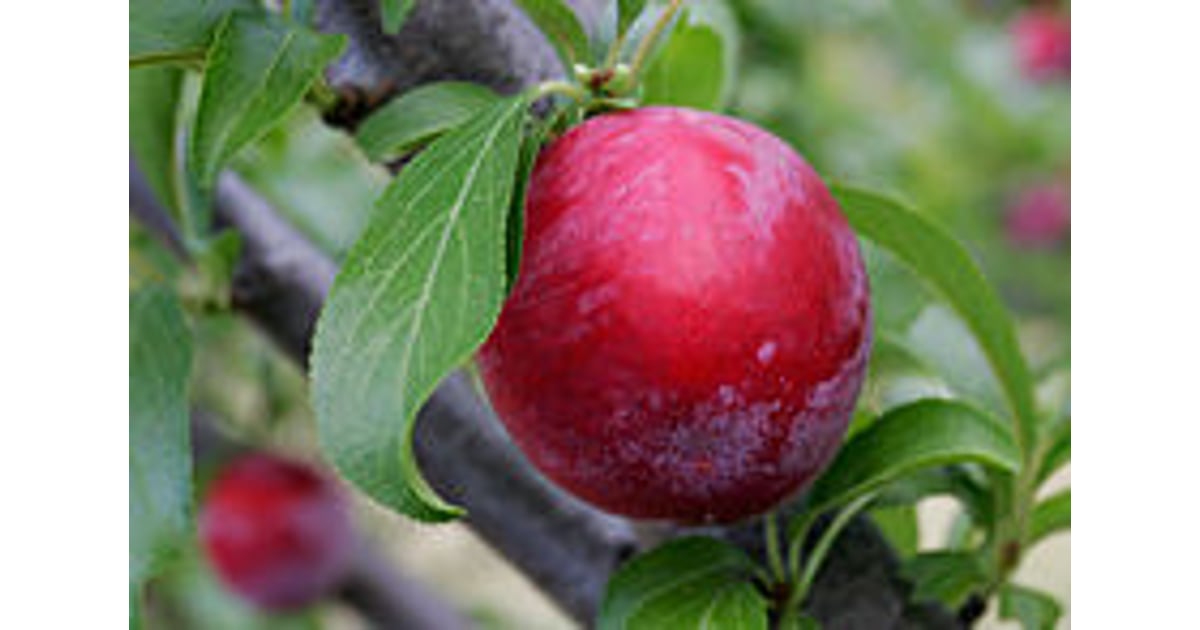 Helios Homeopathy - Shop - Prunus domestica