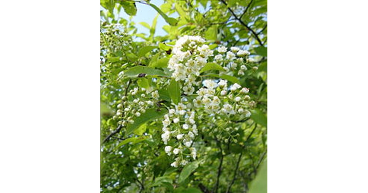 Helios Homeopathy - Shop - Prunus virginiana