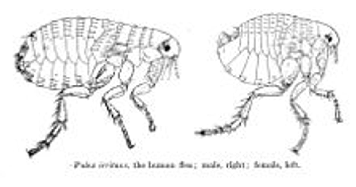 Helios Homeopathy - Shop - Pulex Irritans