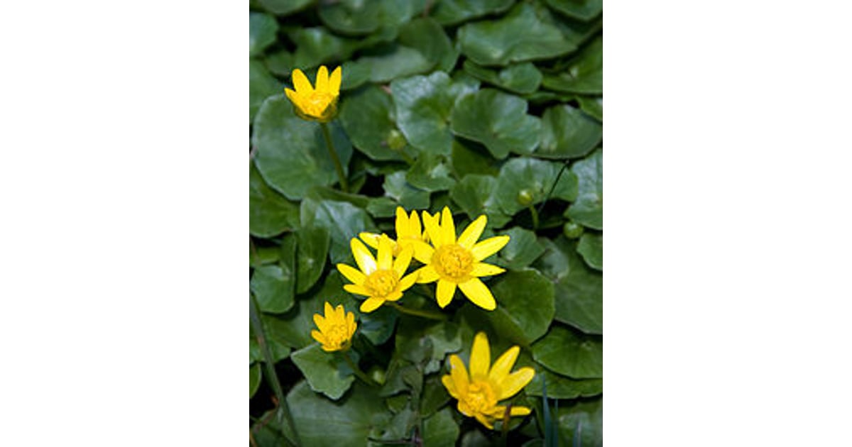 Helios Homeopathy - Shop - Ranunculus ficaria